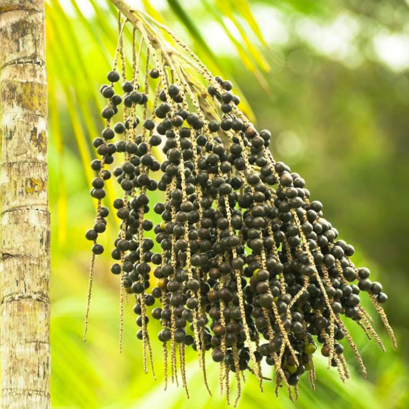 All – NATIVE EXTRACTS