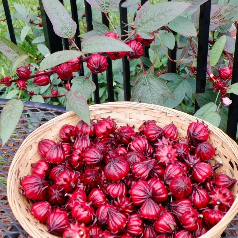 Rosella Fruit